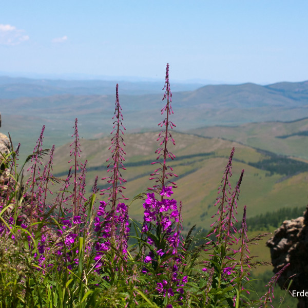 Flora | Zendmen Travel Mongolia